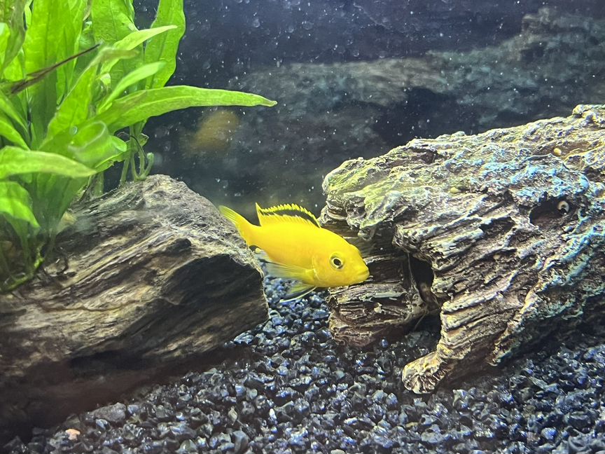 2 цихлиды и пачка корма за 300