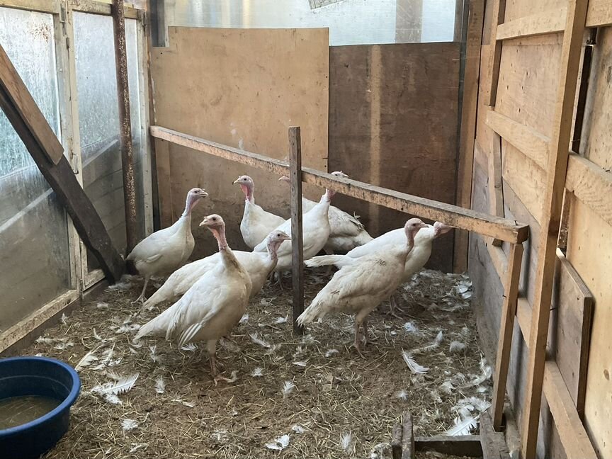 Продам индюшек