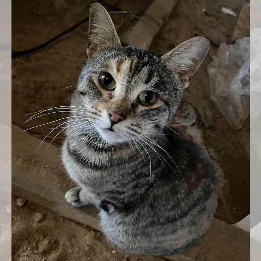 Взрослая, Девочка кошка в добрые руки