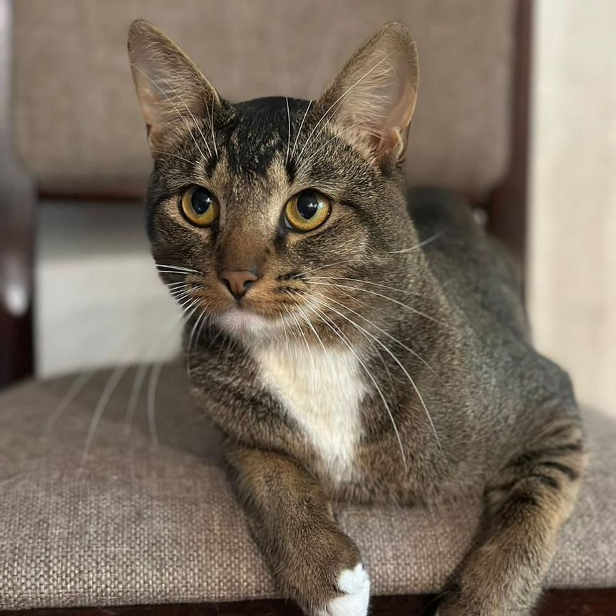 Кекс в добрые руки