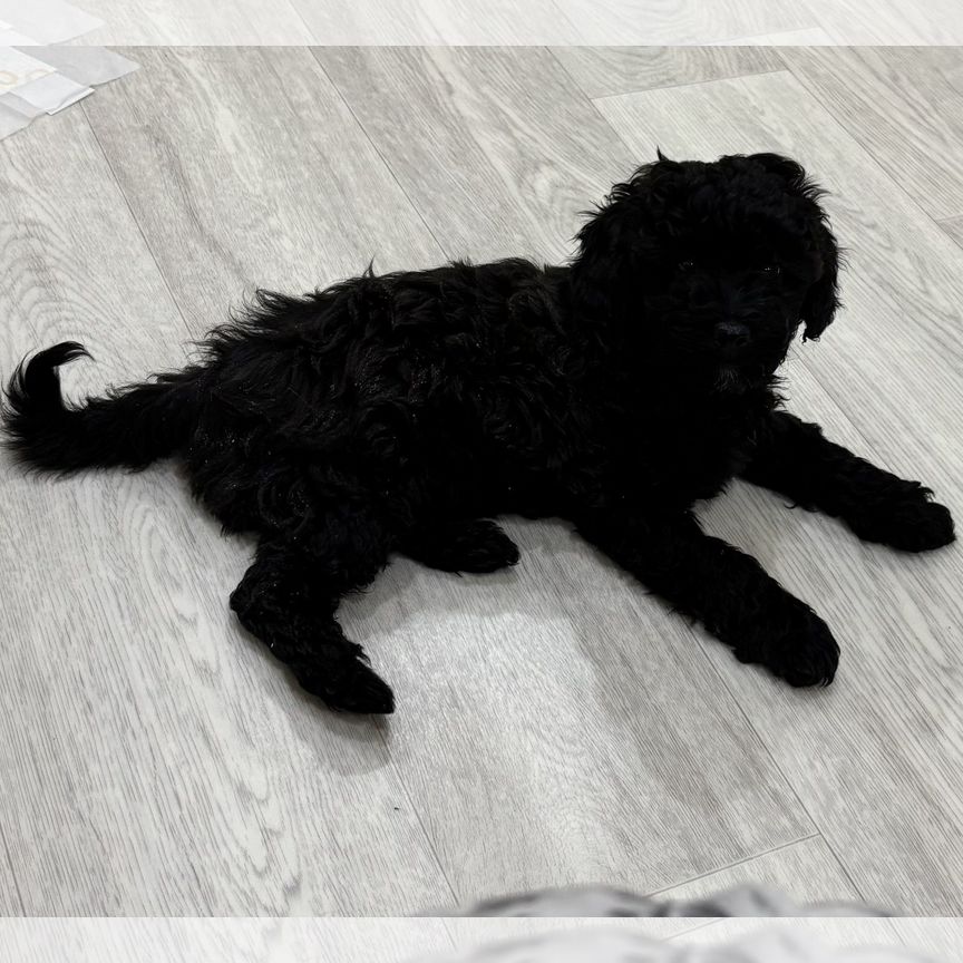 Карликовый пудель, щенок