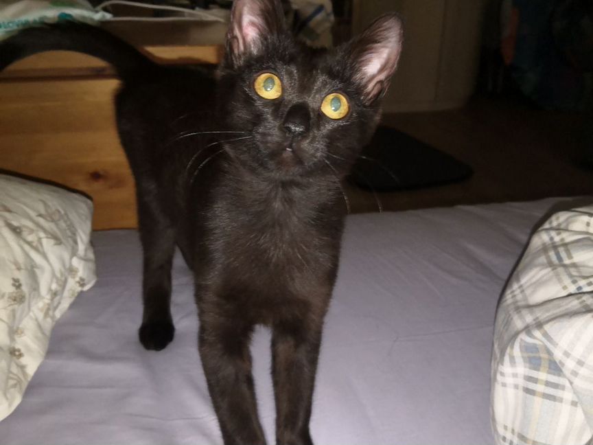 Отдам котёнка в добрые руки