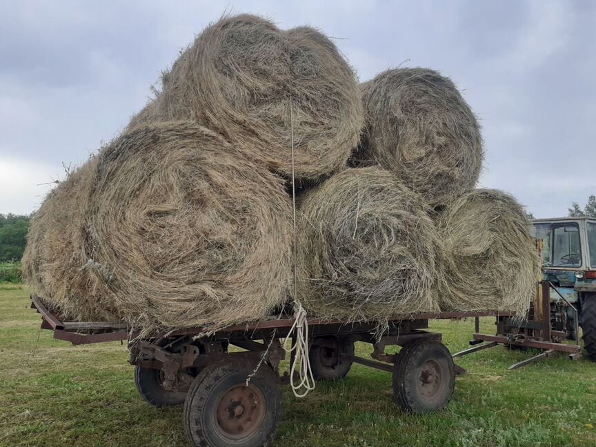 Продам сено в рулонах