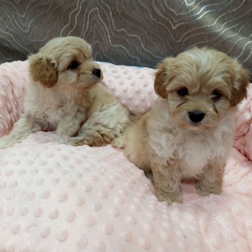 Мальтипу, щенок