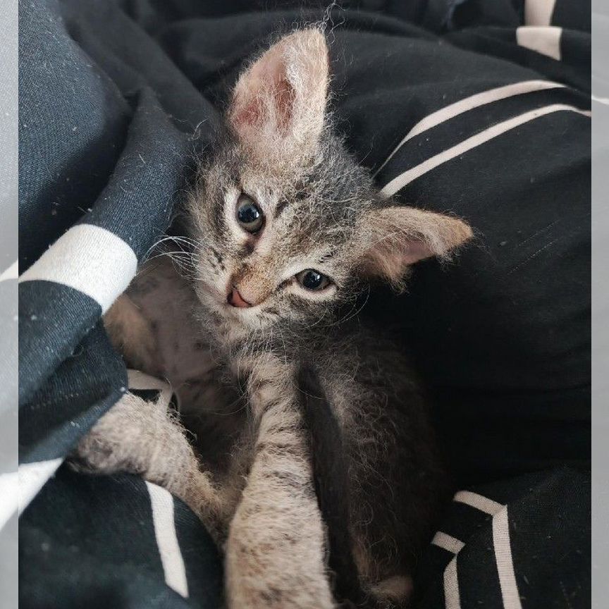 Котенок сфинкс браш