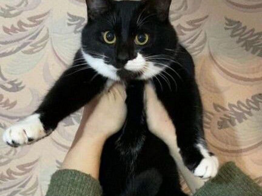 Ласковый кот