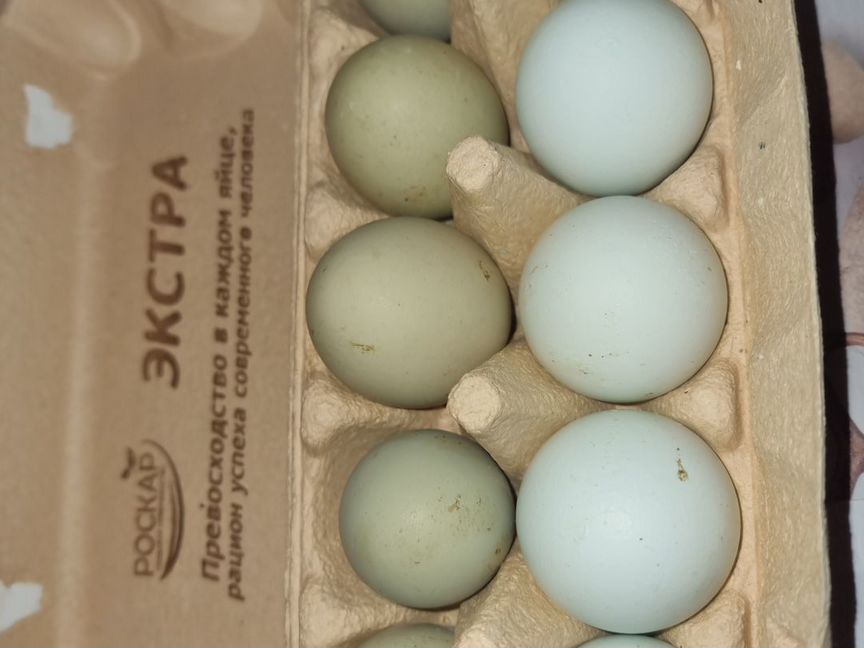 Голубое яйцо на инкубацию