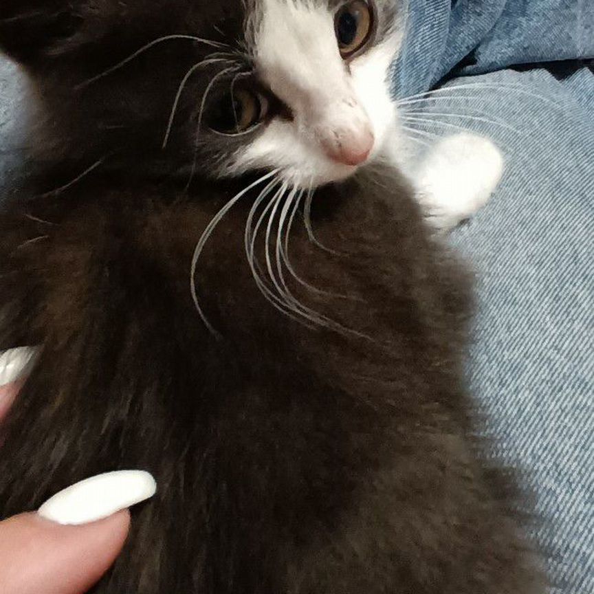 Котёнок мальчик