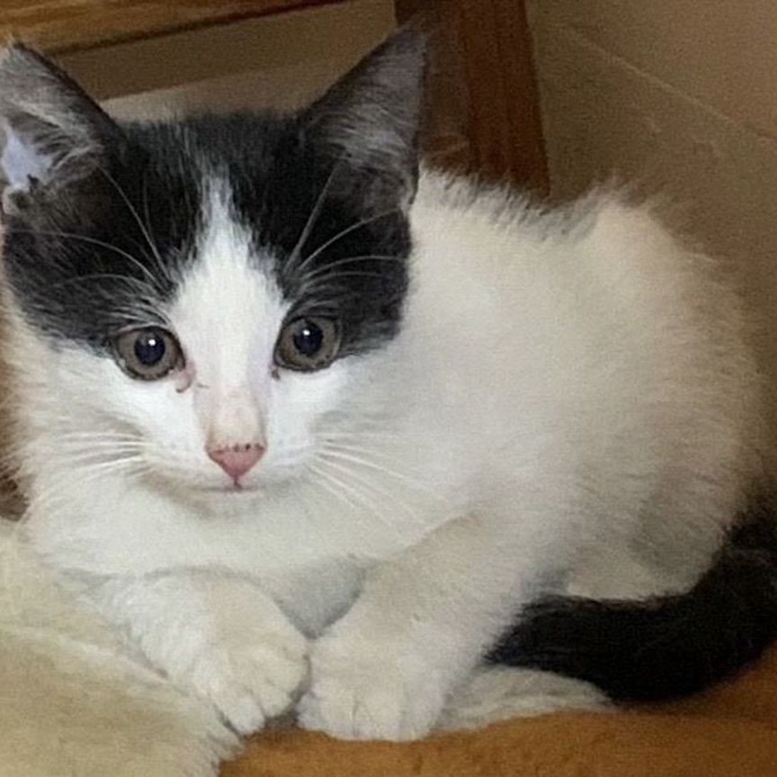 Отдам котёнка