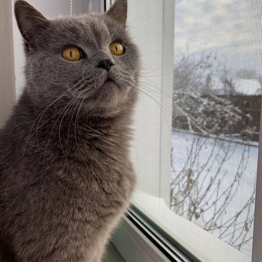Отдам кота в добрые руки