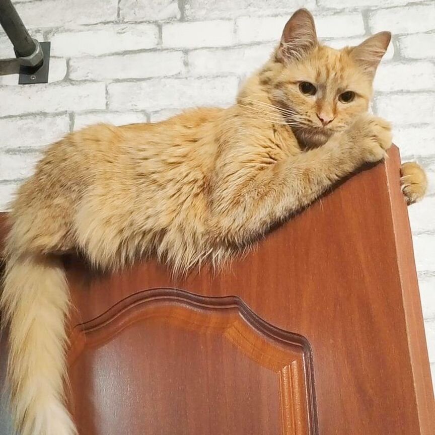 Кошка Ася
