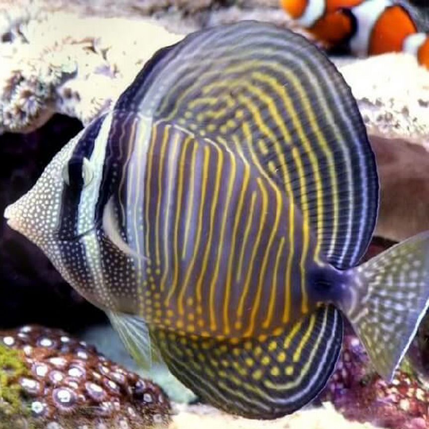 Рыба Зебрасома парусная чернополосая