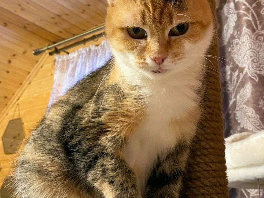 Кошка трёхцветная молодая британских кровей