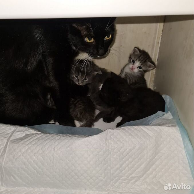 Ищу дом/передержку для кошки и 5-х котят