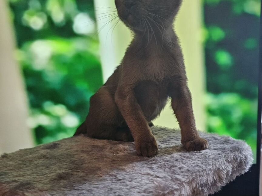 Бурманские котята