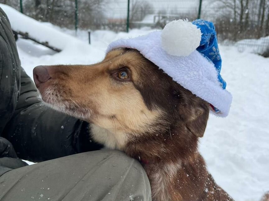 Собака в добрые руки