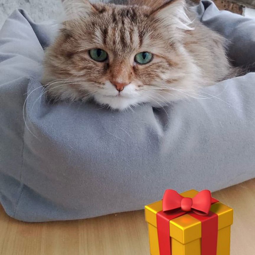 Кошка пушистая булочка