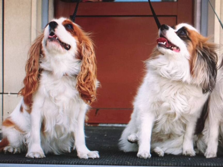 Продаются суки ккчс и Папийон