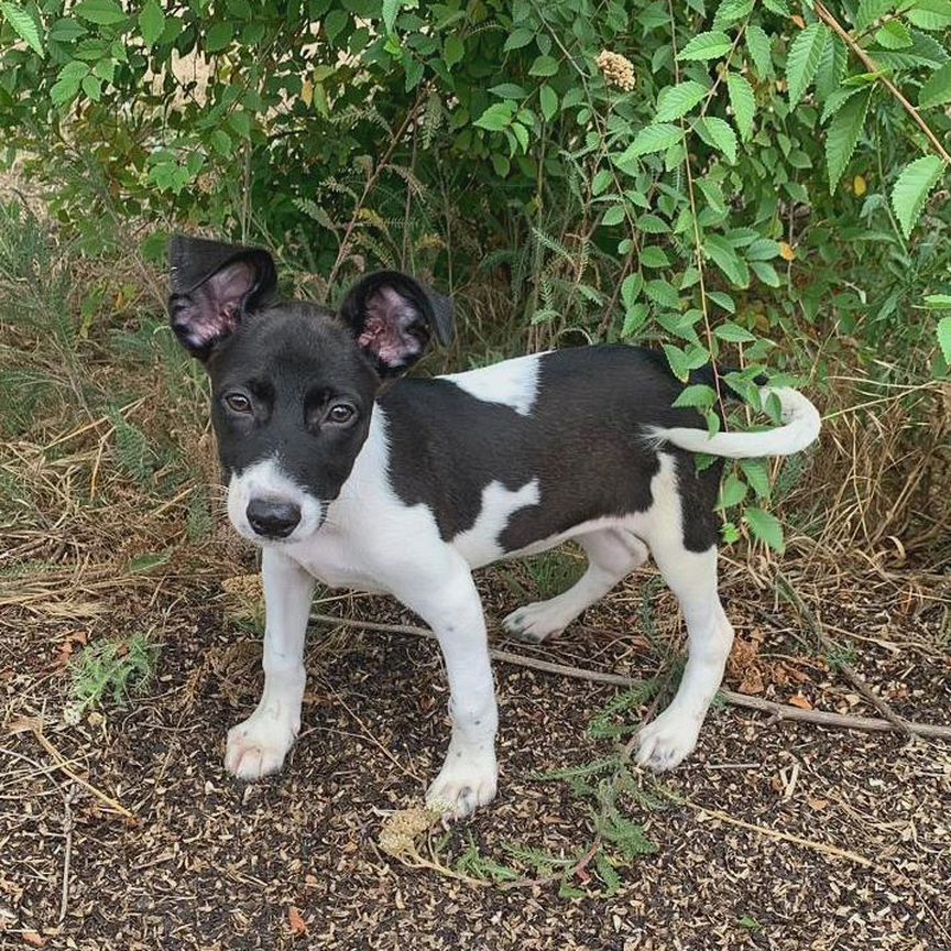 Девочка 3-4 мес., стерилизованная