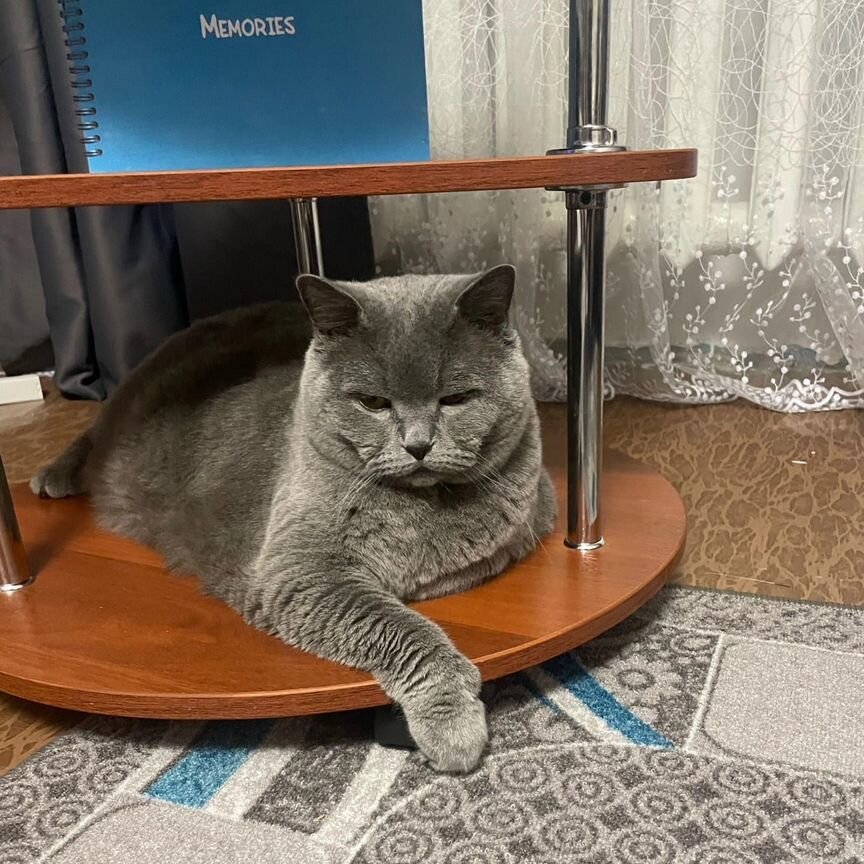 Взрослый британец