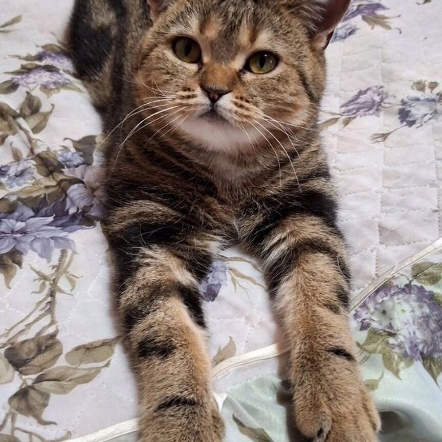 Кошечка Мия ищет дом