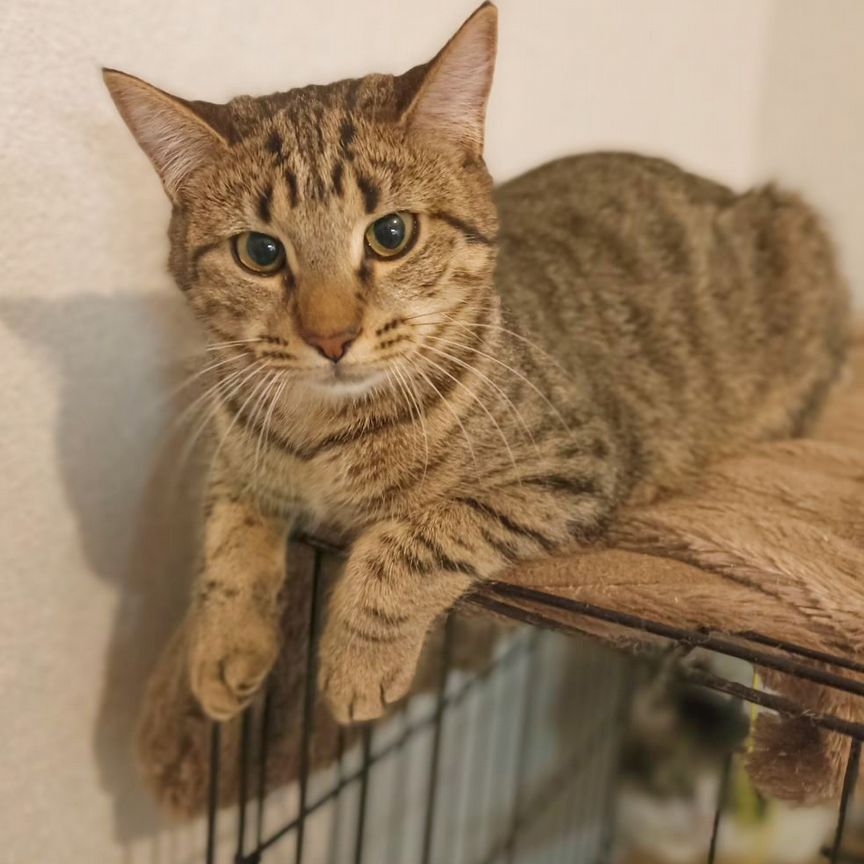Котёнок Милана