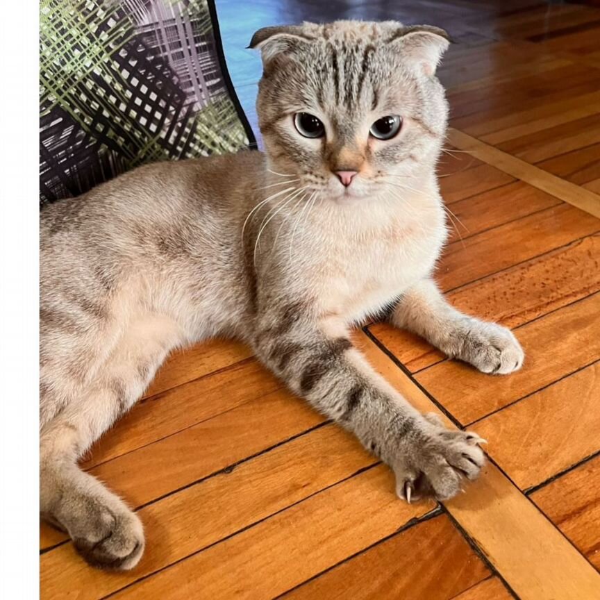 Котёнок 10 мес. шотландец вислоухий
