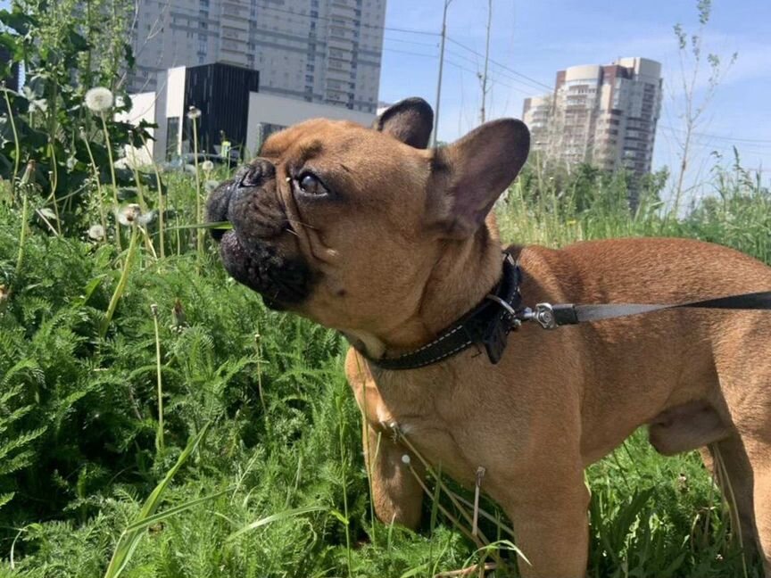 Французский бульдог