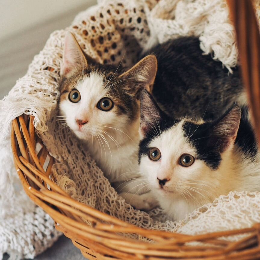 Котятки мальчики