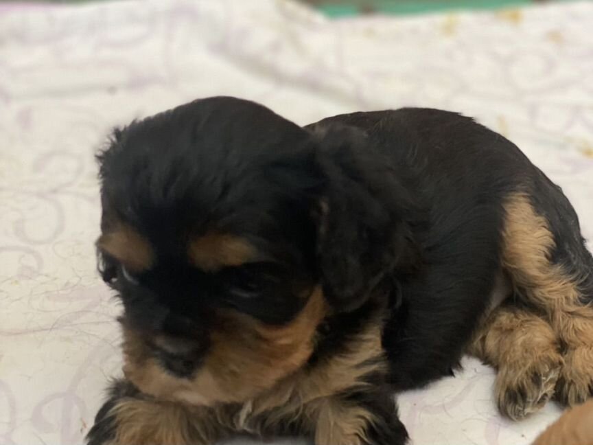 Щенки каваоер кинг чарльз спаниеля с РКФ