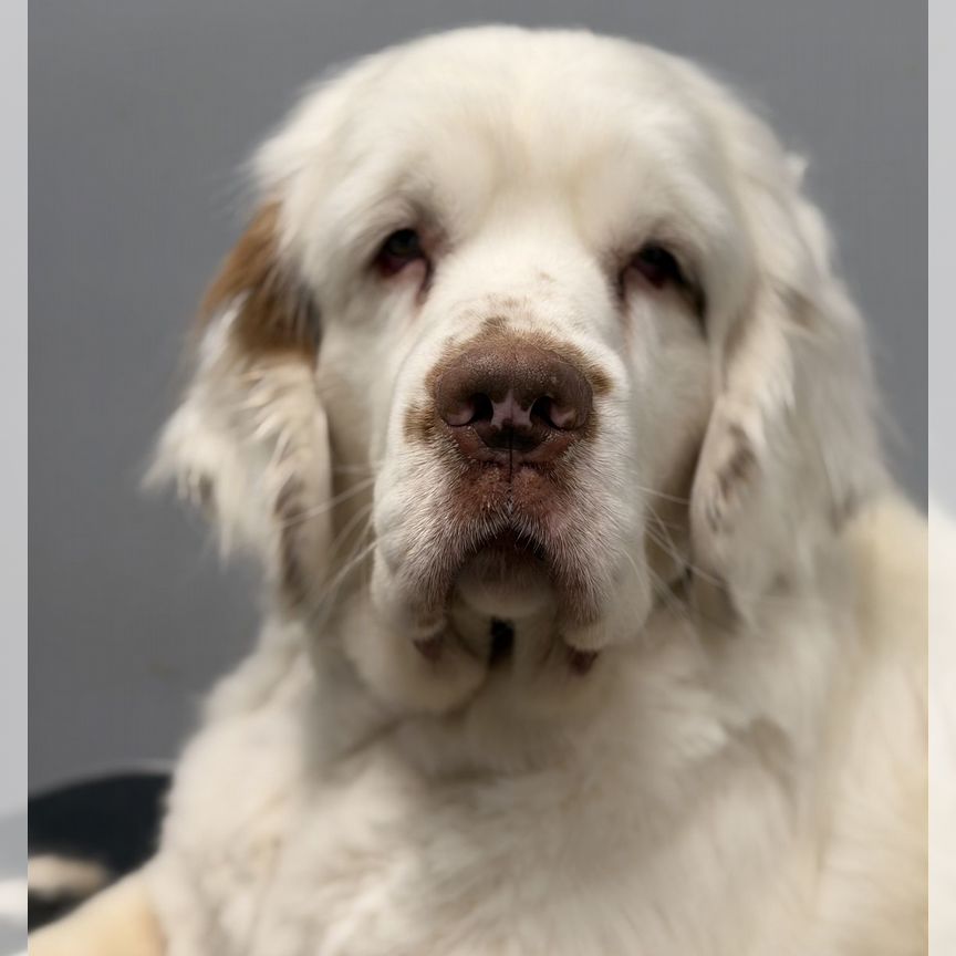 Кламбер-спаниель, щенок