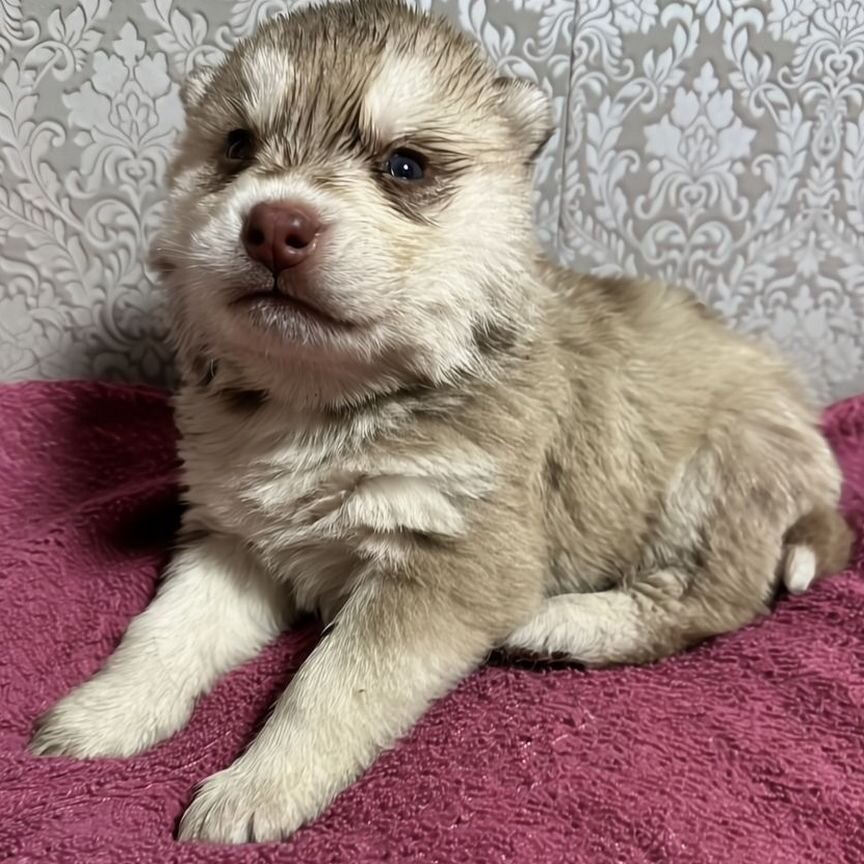 Сибирский хаски, щенок