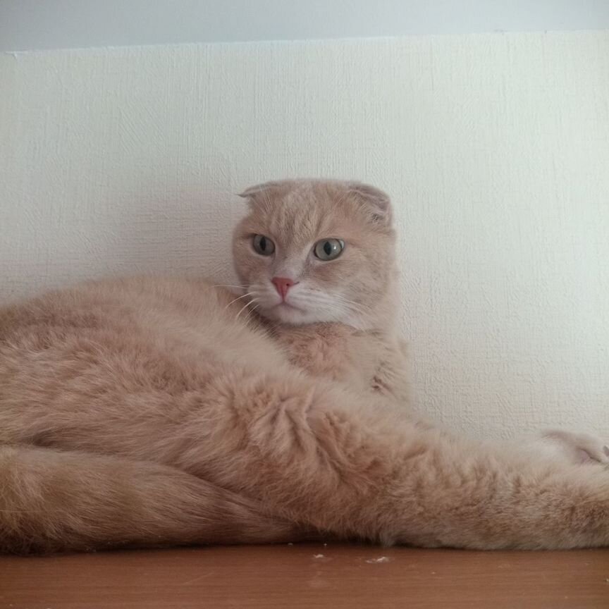 Британский кот 6 лет