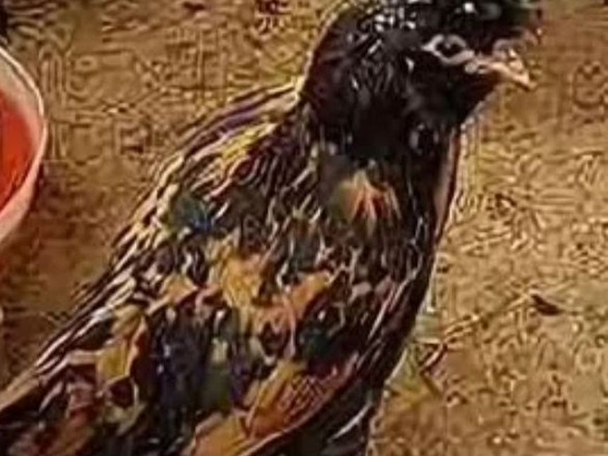 Курочек и петушок павловское золото