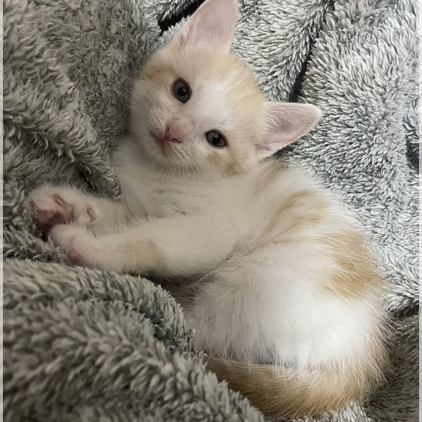 Котёнок лапочка