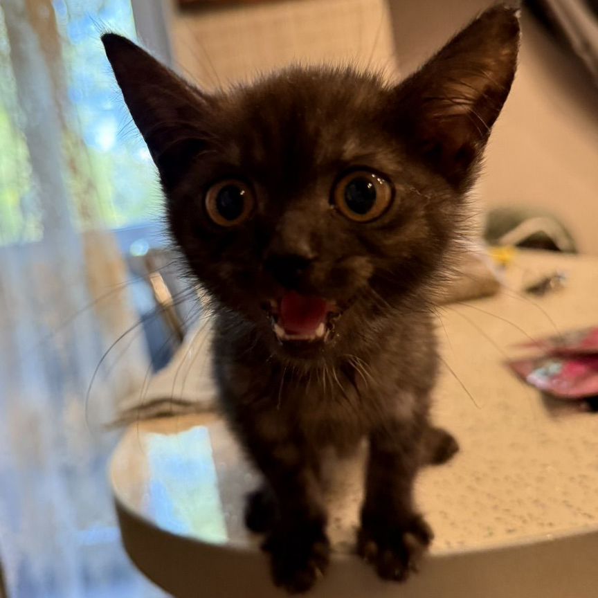 Котеночек
