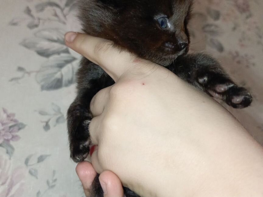 Котята мейн-кун