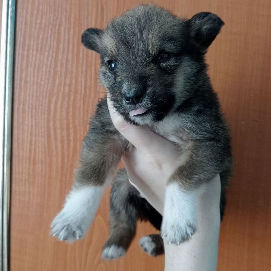 Щенок в добрые руки