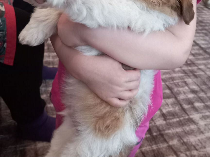 Собака в добрые руки отдам бесплатно