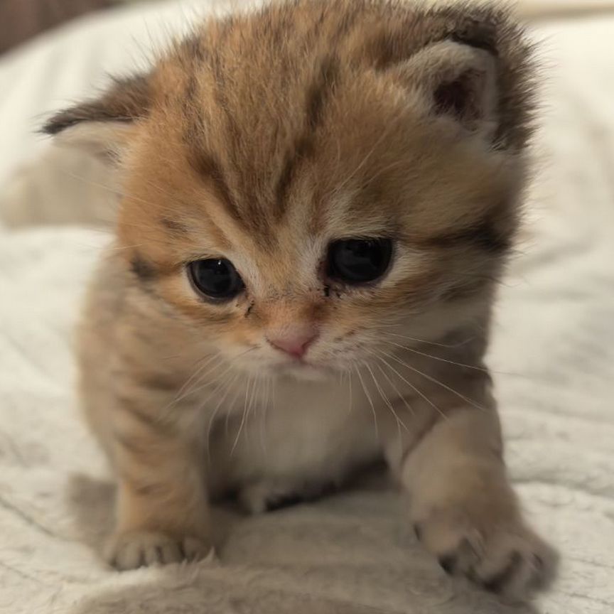 Британский короткошёрстный котёнок