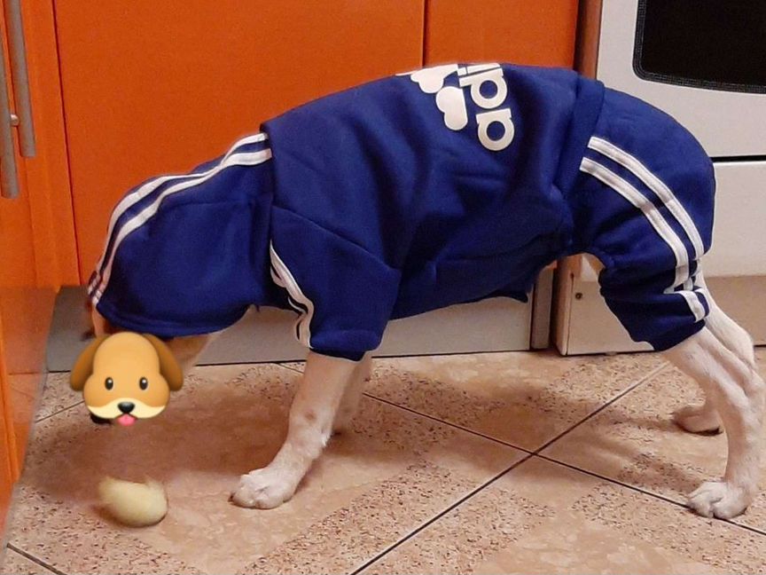 Одежда для собак