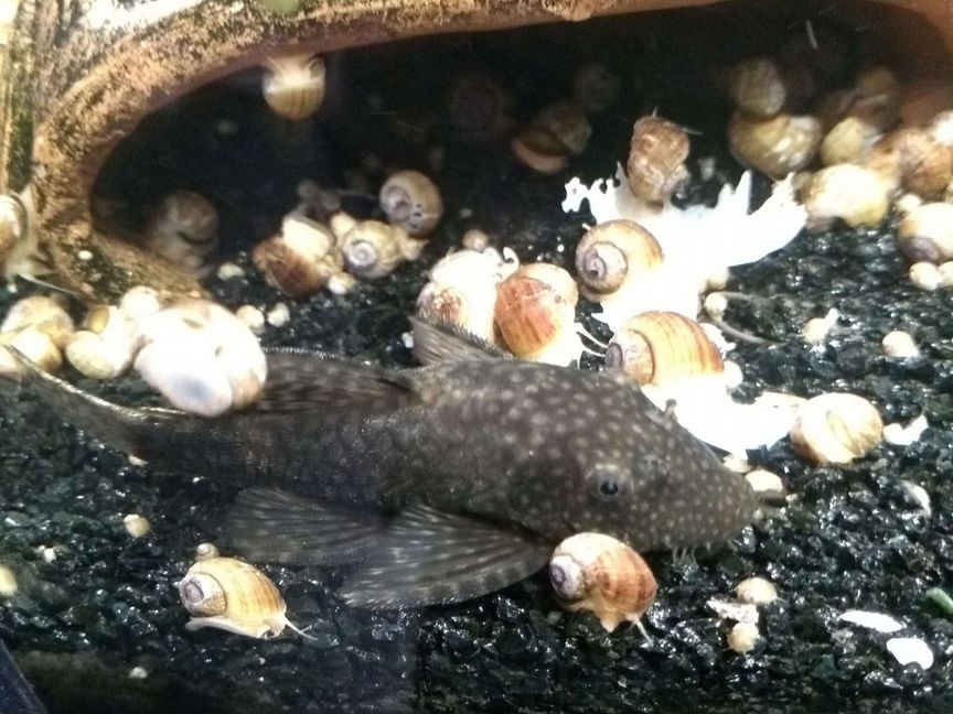 Анциструс серый