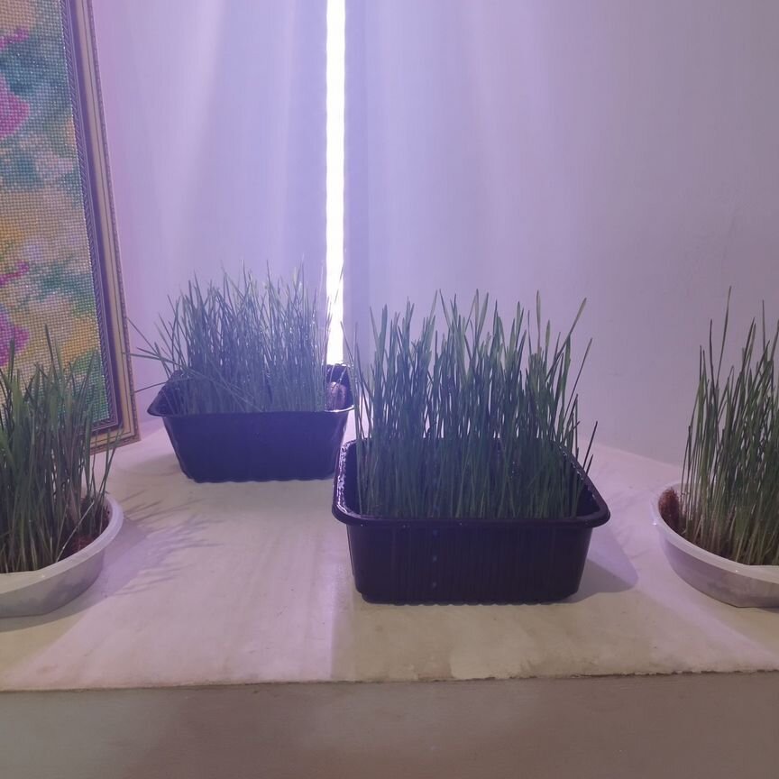 Овёс Трава для Кошек