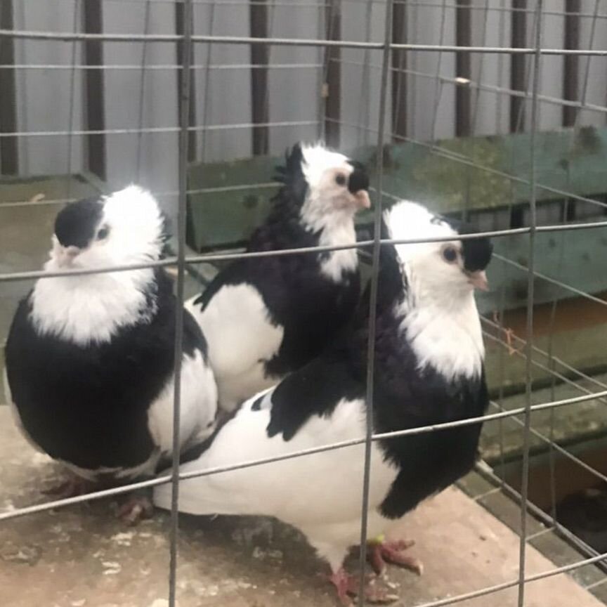 Голубь венгры крестовые