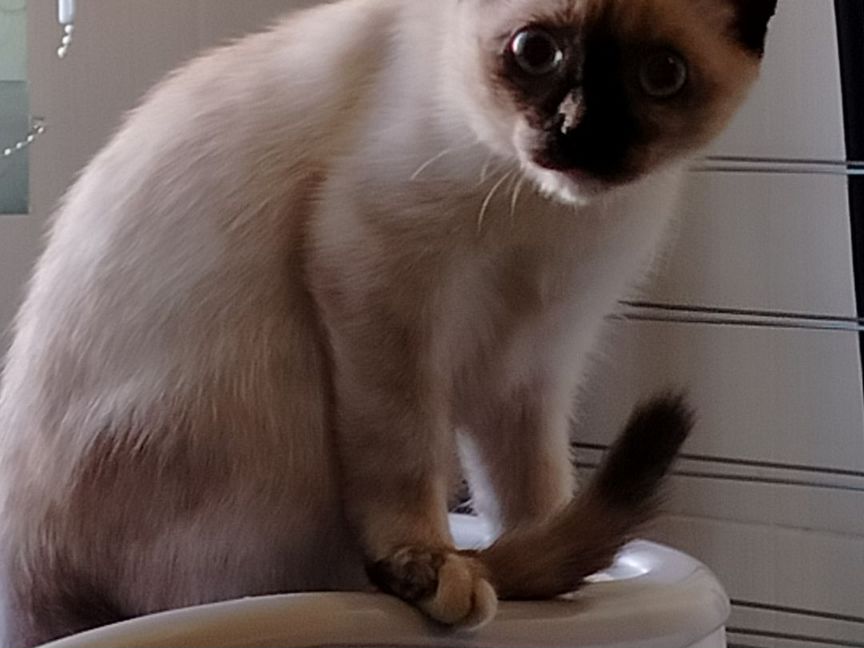 Тайская кошка