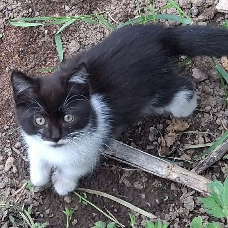 Котёнок в добрые руки