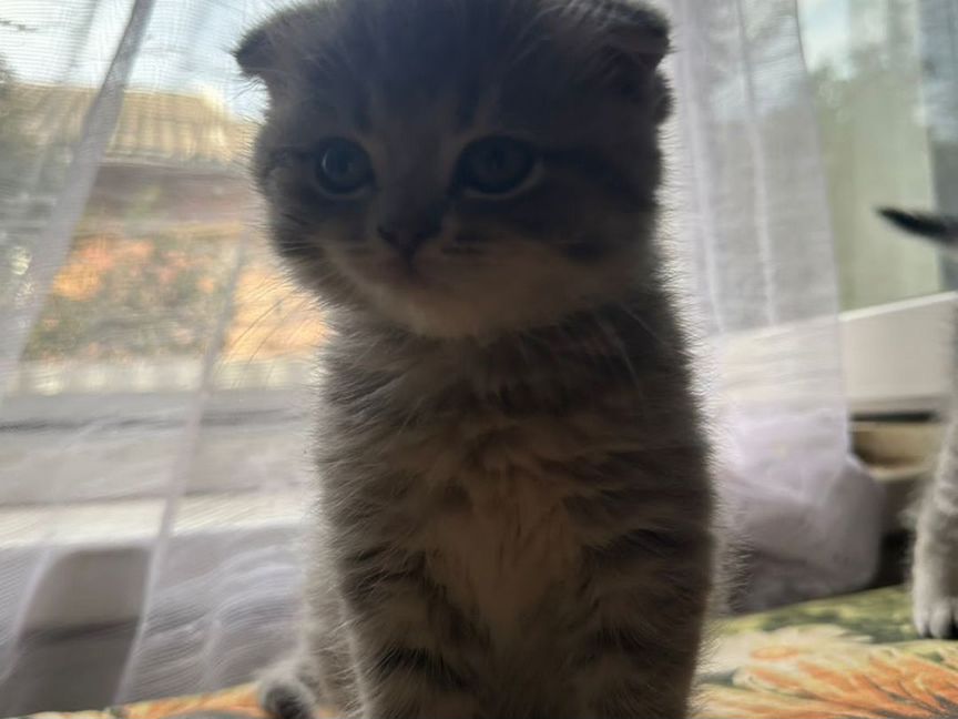 Шотландские прямоухие котята