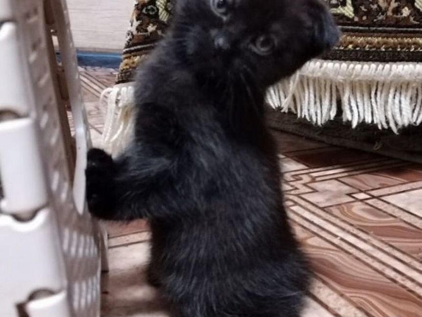 Британские котята