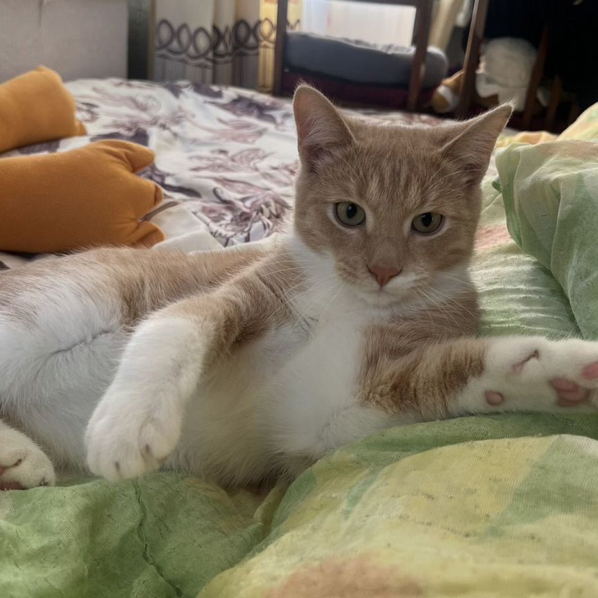 Отдаем кота