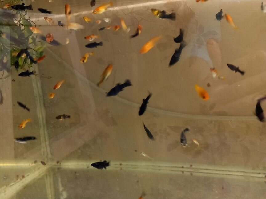 Моллинезии. Меченосцы